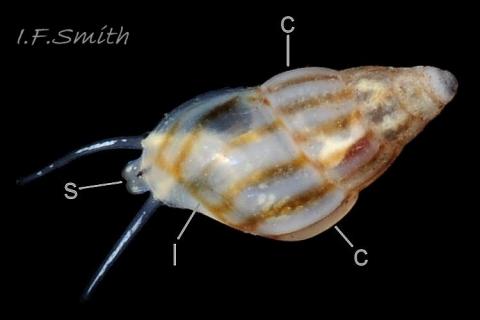 Rissoa parva | The Conchological Society of Great Britain and Ireland